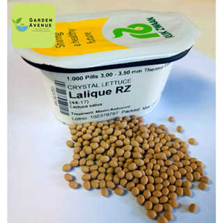 RIJK ZWAAN PELLETIZE LETTUCE SEEDS/REPACKED/LALIQUE/OLMETIE/INVICTA ...