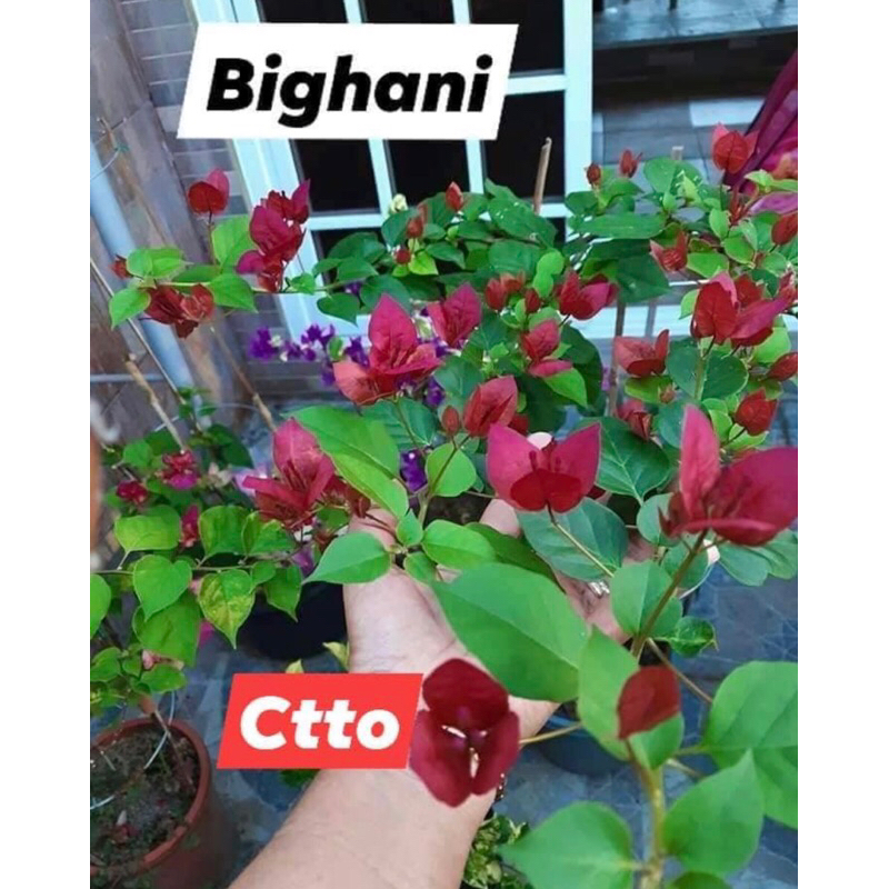 BOUGAINVILLAE ROOTED BIGHANI(big dark red flowers with green leaves ...