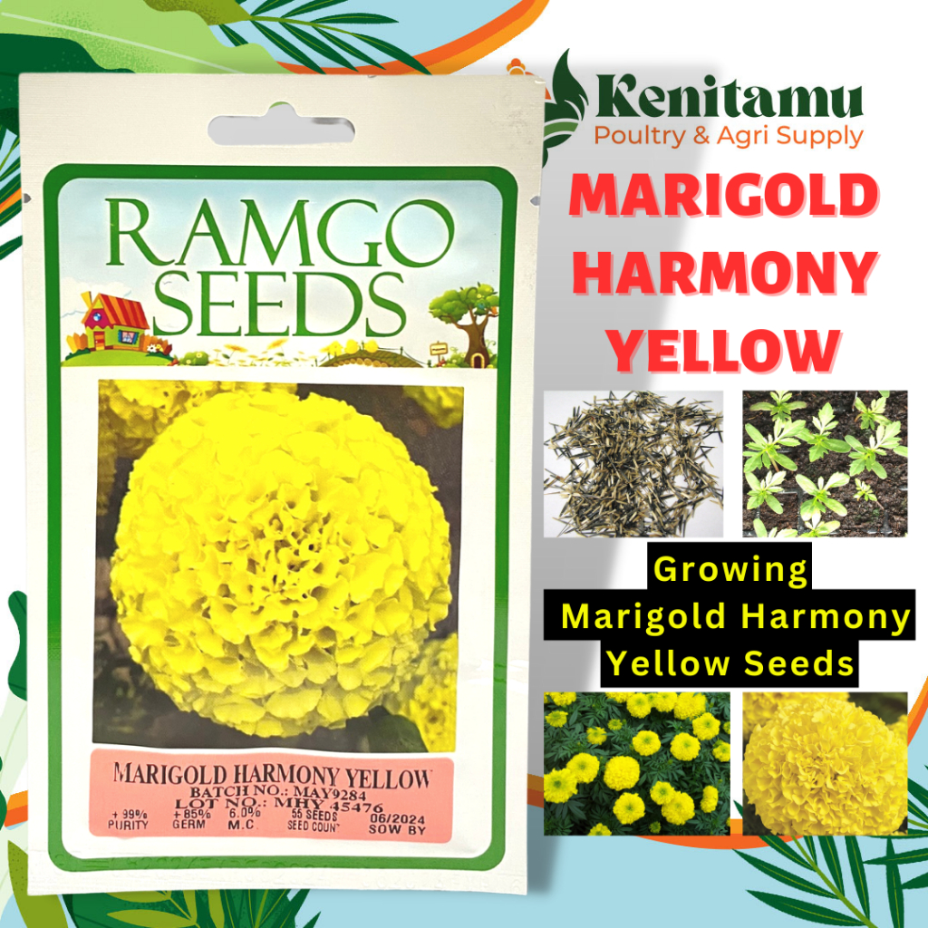MARIGOLD HARMONY YELLOW 55 SEEDS | Shopee Philippines