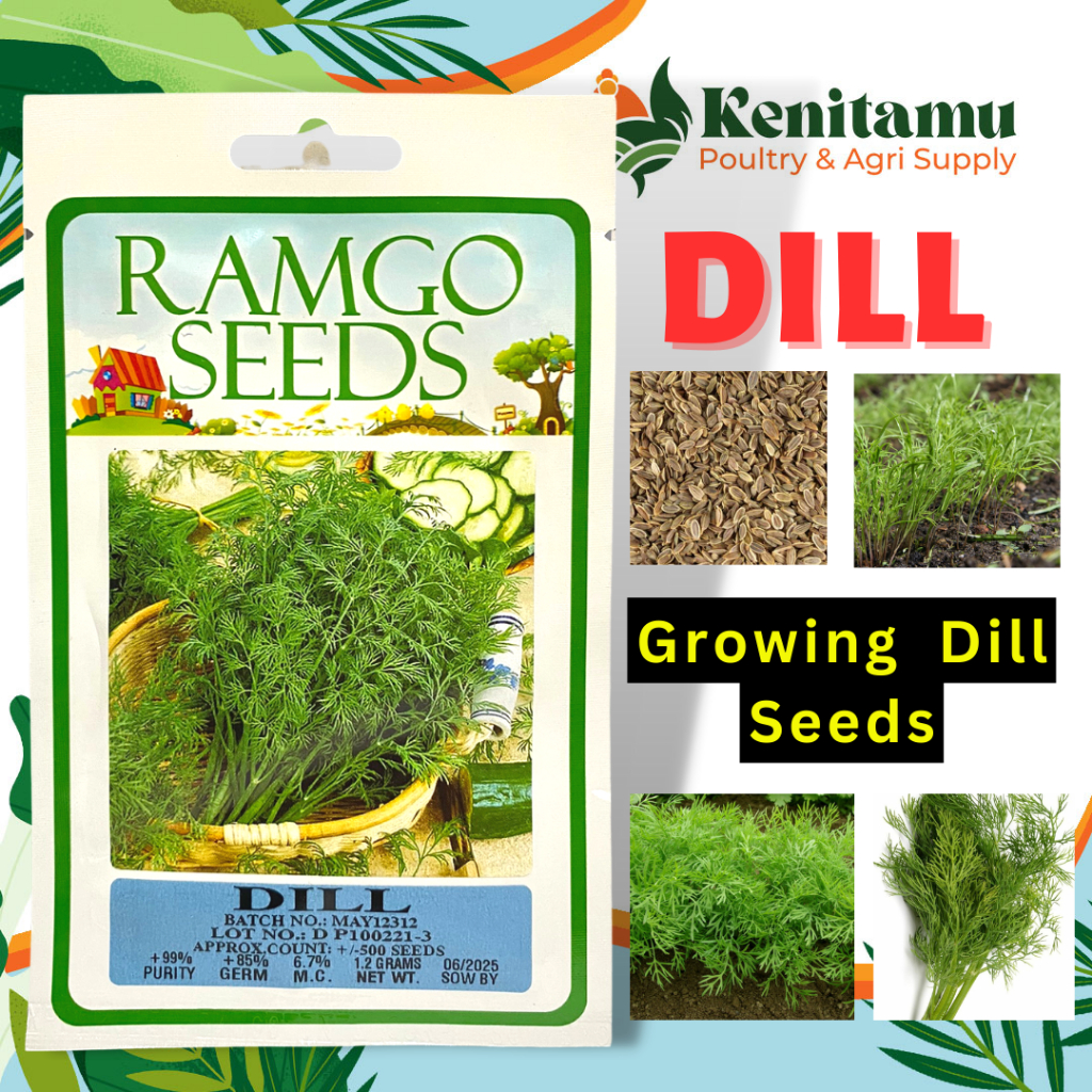 DILL SEEDS 1.2 GRAMS ( +/- 500 SEEDS) | Shopee Philippines