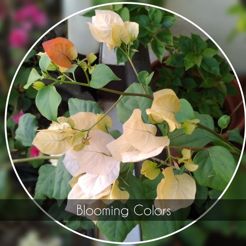 Green Leaf Bougainvillea Stem Cuttings (1 stem, no roots) | Shopee ...