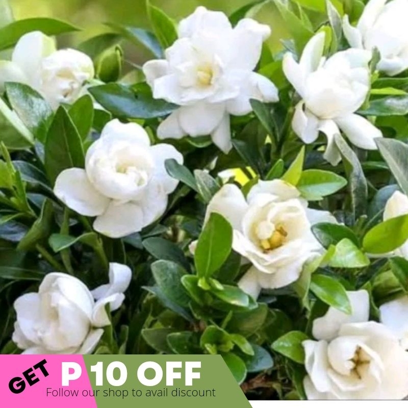 Gardenia Rosal White flower Gardenia plants Fragrant flowering shrub ...