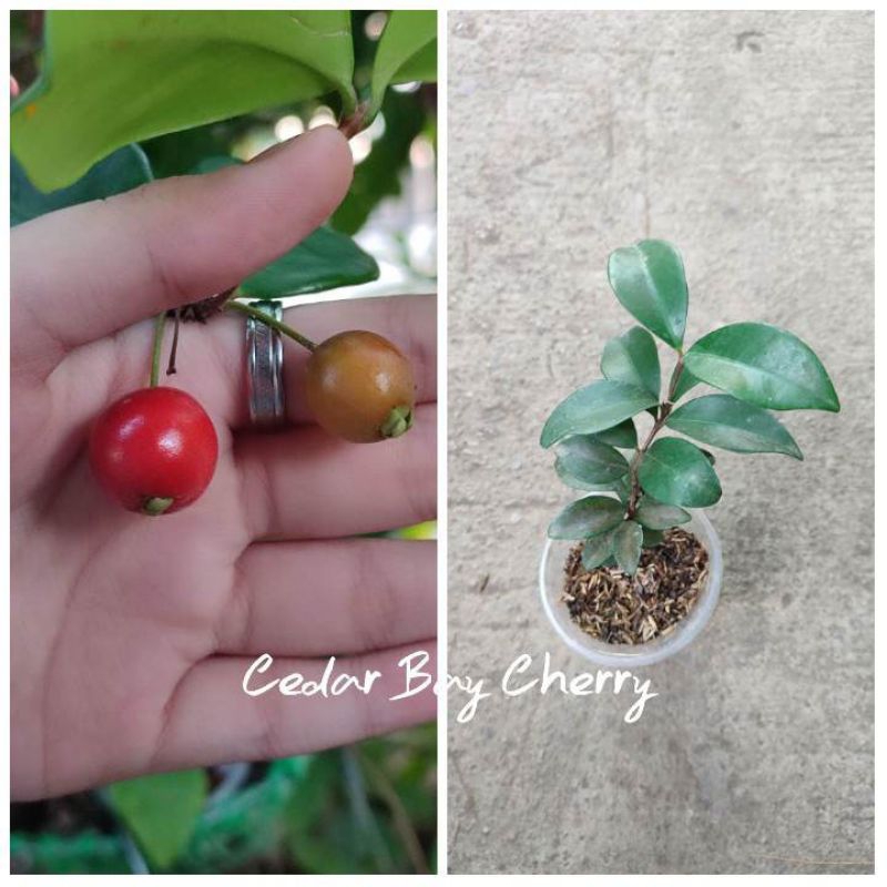 cedar bay cherry | Shopee Philippines