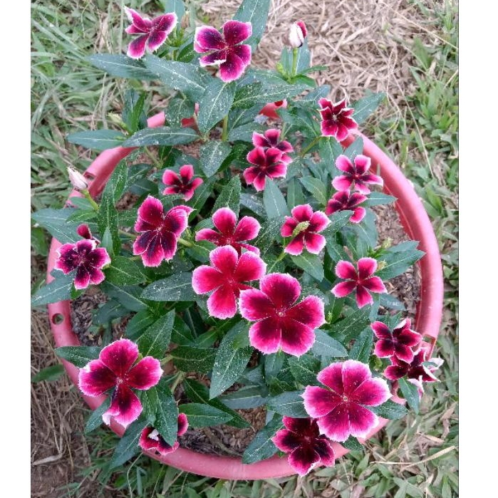 Rare Periwinkle/Vinca Nirvana Red splash (10 seeds) | Shopee Philippines