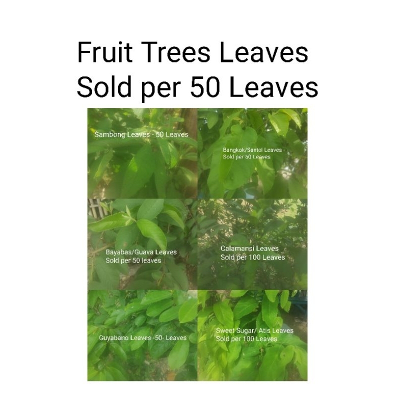 Fruit Trees Fresh Leaves- Atis, Mango Guava/Bayabas Sambong Leaves etc ...