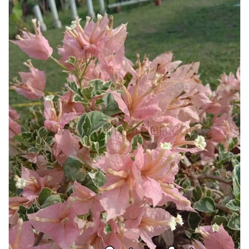 BOUGAINVILLAE HARD TO FIND SAKURA BELACAN - TOP GRAFT, ROOTED ( light ...