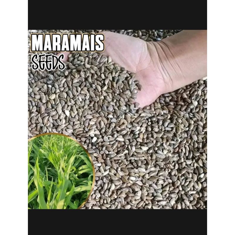 Mara Mais seeds/Seeds for Planting | Shopee Philippines
