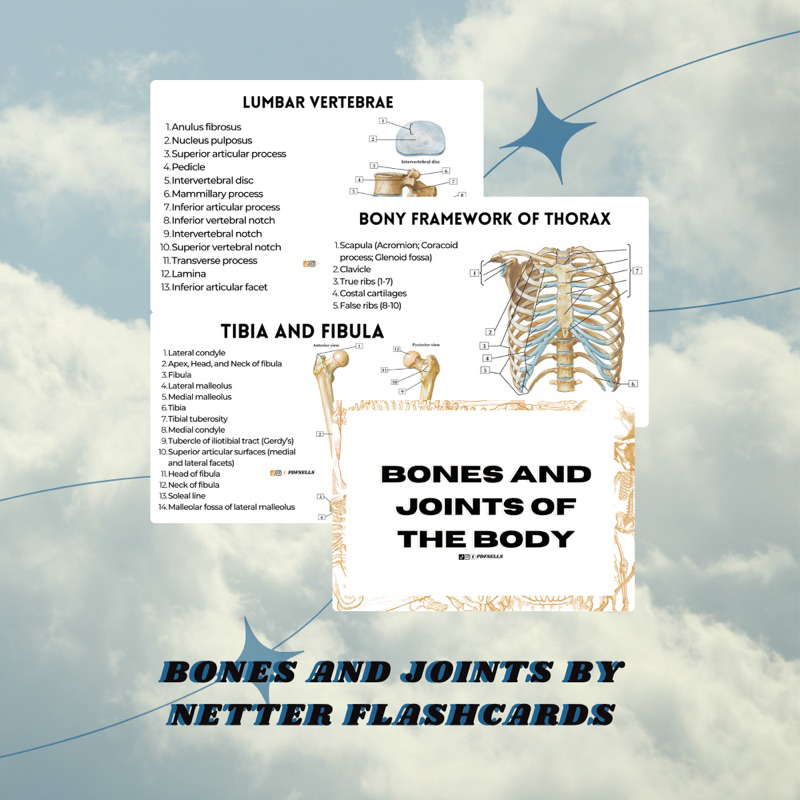 Skeletal system -bones and joints flashcards | Shopee Philippines