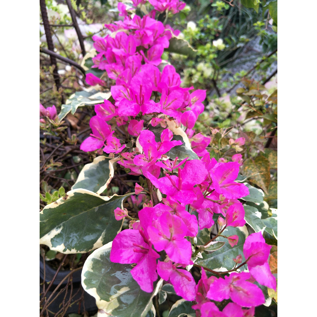 Rare!!! Live Rooted Bougainvillea Mashuri Pink | Shopee Philippines
