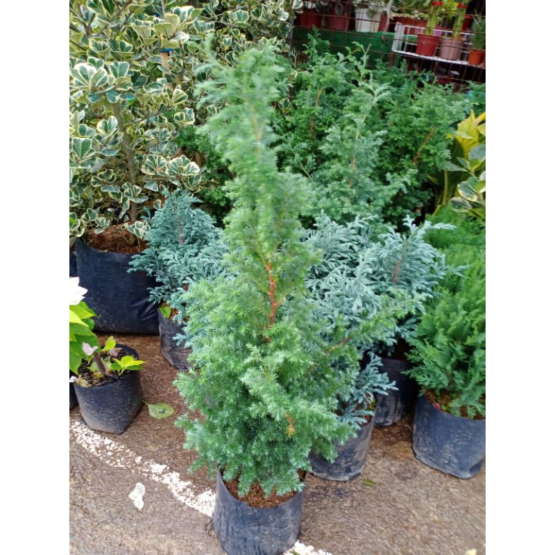 SILVER CYPRESS -2FT (chamecyparis pisifera 'Boulevard'(for garden decor) | Shopee Philippines