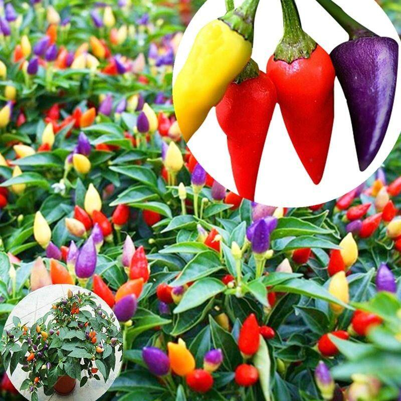 20pcs Multicolor Pepper Seeds Red Chili Peppers Vegetable Seeds ...