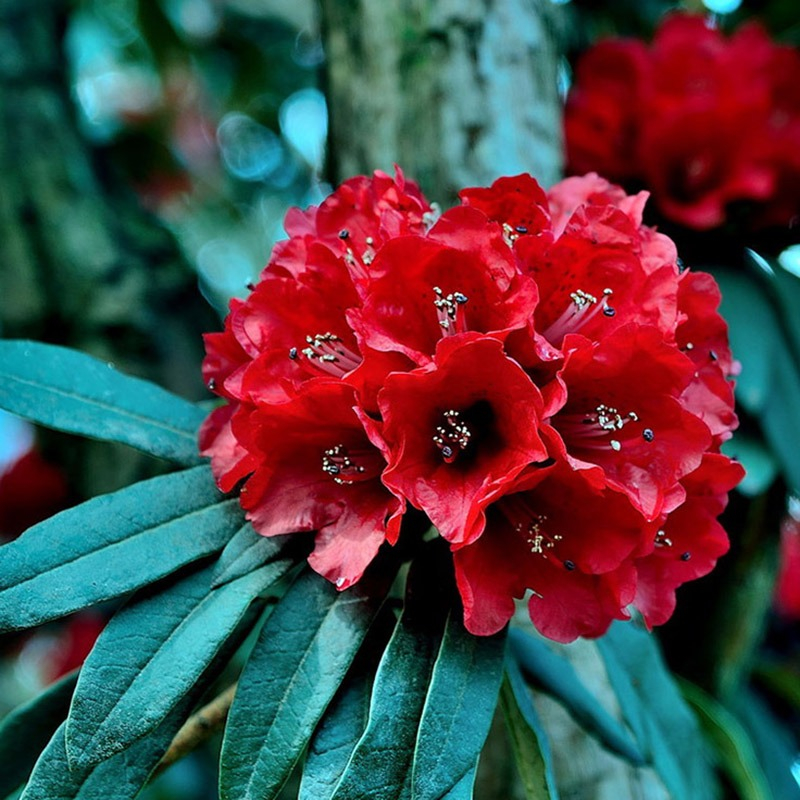 Alpine rhododendron horse c Yinghua big tree rhododendron arbor flower ...