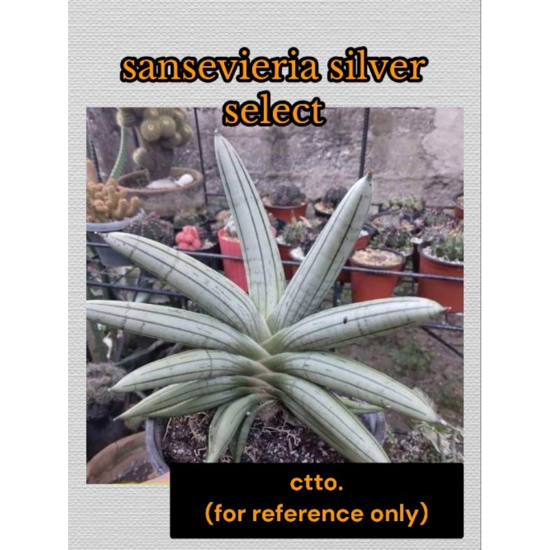 sansevieria silver select | Shopee Philippines