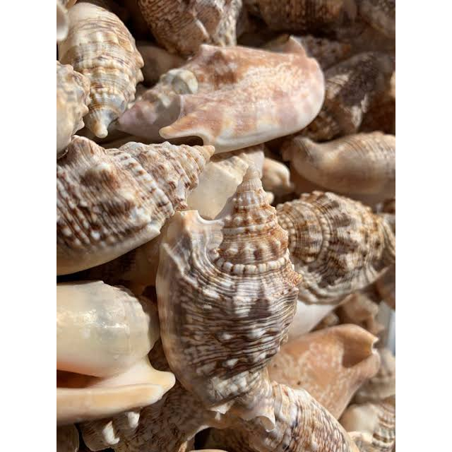 Assorted Seashells 250 grams/pack (Real Seashell) Sea shells for your ...