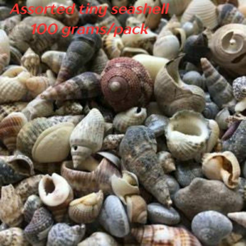 Assorted Tiny/Small Seashells(100 grams/pack Mix Seashell)Small ...