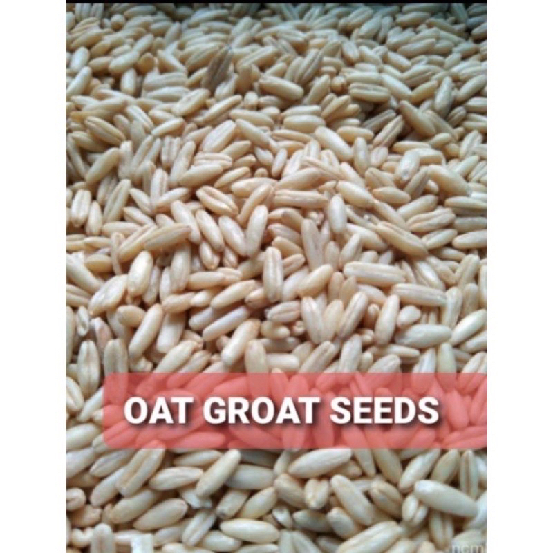 OAT GROAT SEEDS 1 KG | Shopee Philippines