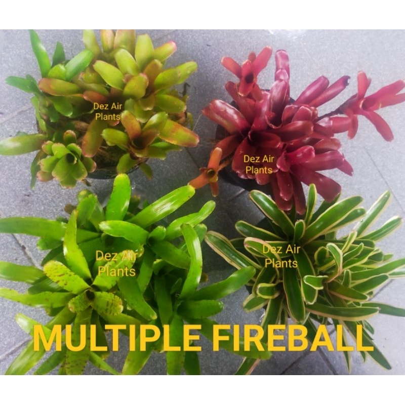 MULTIPLE FIREBALL -Mini Bromeliads Outdoor Plants | Shopee Philippines