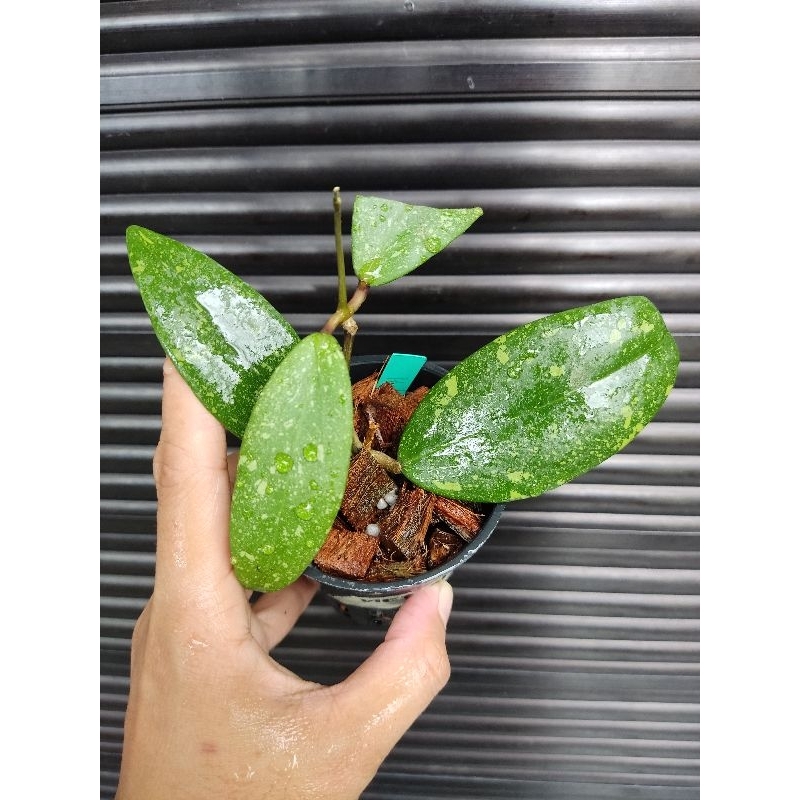 HOYA VIETNAM SPLASH (splashy leaves) | Shopee Philippines