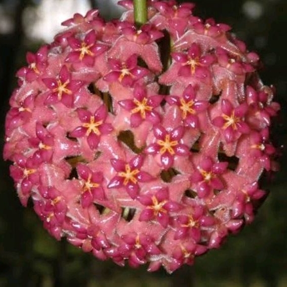 HOYA KICKI (with peduncle) | Shopee Philippines