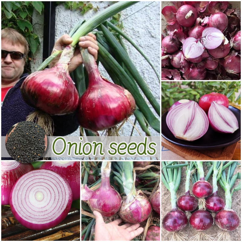 5g Red Onion Seeds Delicious Red Onion Seeds Sprouting Good Heat ...