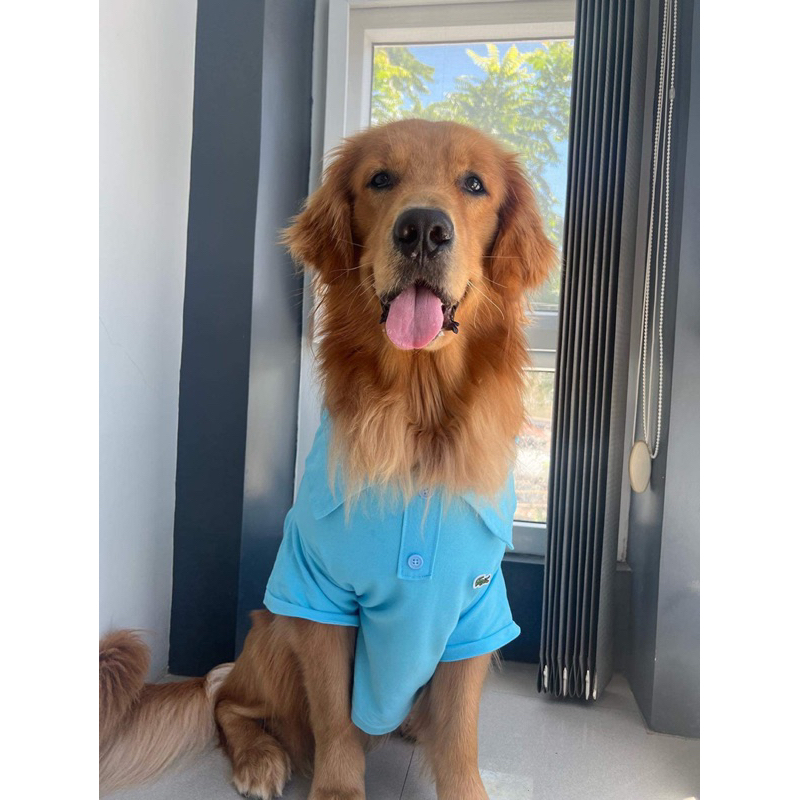 Lacoste Inspired Polo Shirt for Big Dogs (Corgi, Husky, Labrador ...