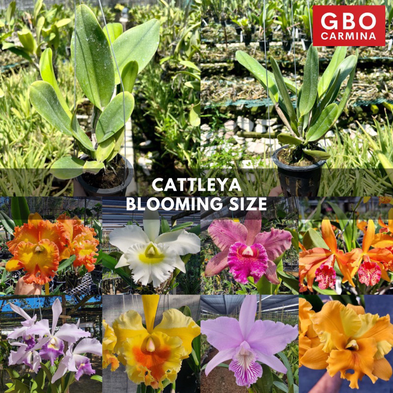 GBO Carmina: BS Cattleya PROMO | Blooming Size - No Flower | Orchids (2 ...