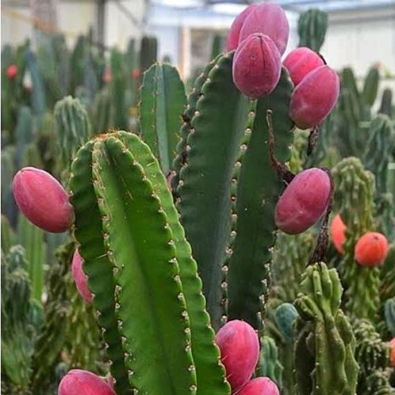 PERUVIAN APPLE CACTUS (spineless) | Shopee Philippines