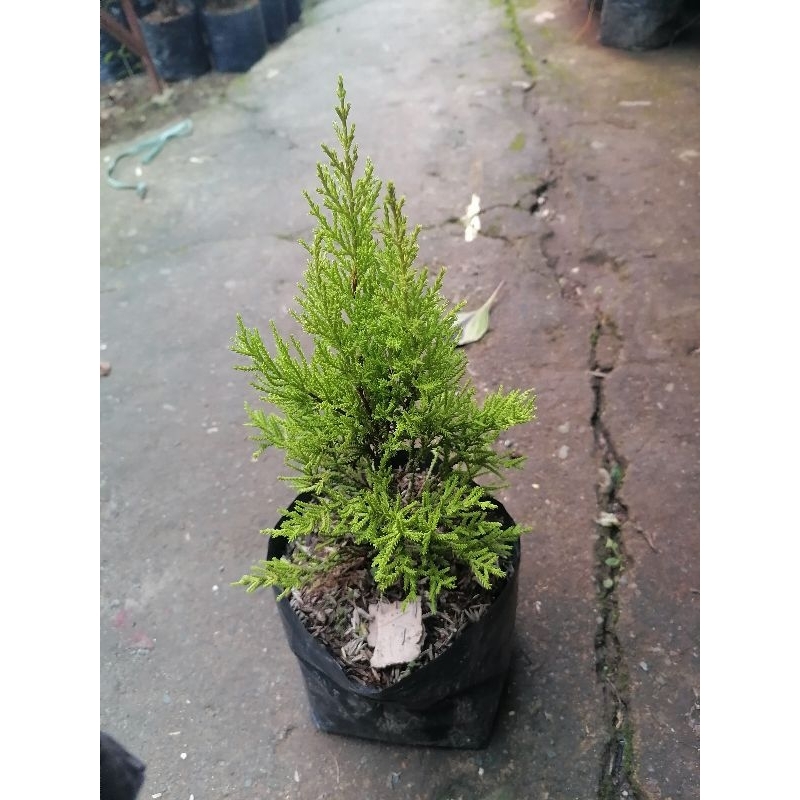Lemon pine/ Monterey cypress | Shopee Philippines