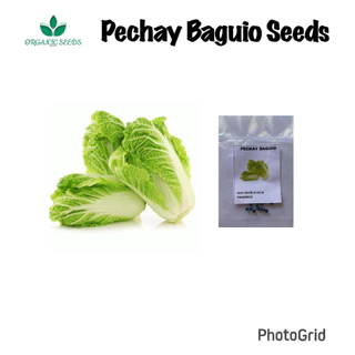 Shop pechay baguio for Sale on Shopee Philippines