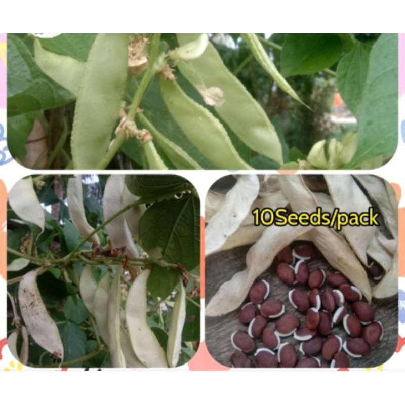 Bataw Red and Black Seeds/Seeds For Planting | Shopee Philippines