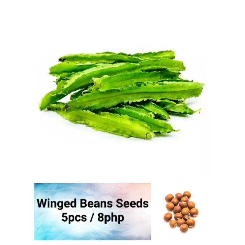 Winged Beans Seeds (5pcs) | Shopee Philippines