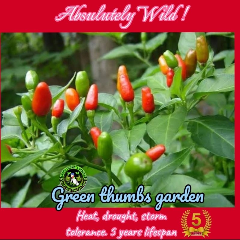 WILD SILING LABUYO SEED`S native sili | Shopee Philippines