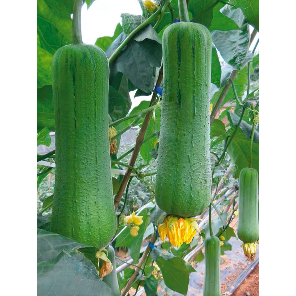 Rare Luffa Gourd Seeds Easy Climbing/Easy Planting Luffa Vegetable ...
