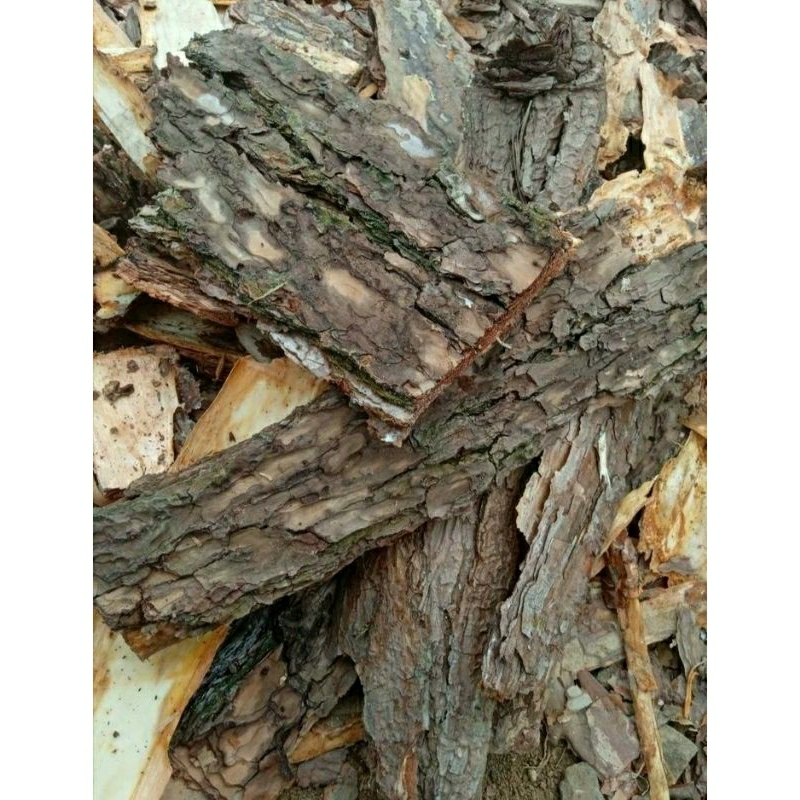Pine tree bark for decorations,tokens,everything | Shopee Philippines