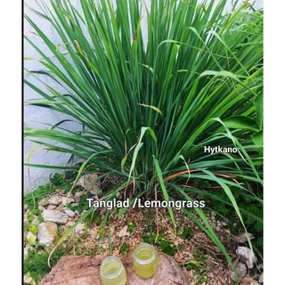 tanglad - Best Prices and Online Promos - Jul 2024 | Shopee Philippines