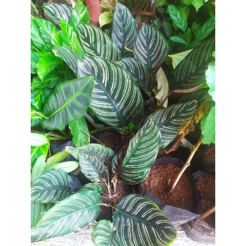 Calathea | Prayer plants Uprooted calathea Albertii | calathea zebrina ...