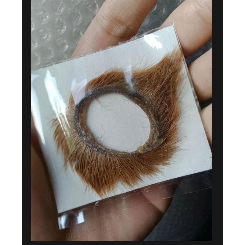 Authentic Pilik Mata ng Kambing an original local pilipino product ...