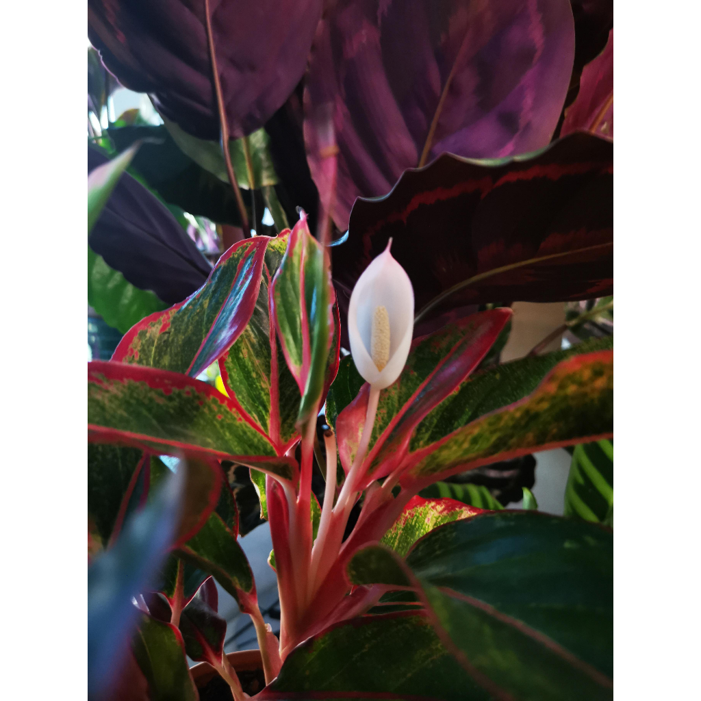aglaonema red siam lucky plant | Shopee Philippines