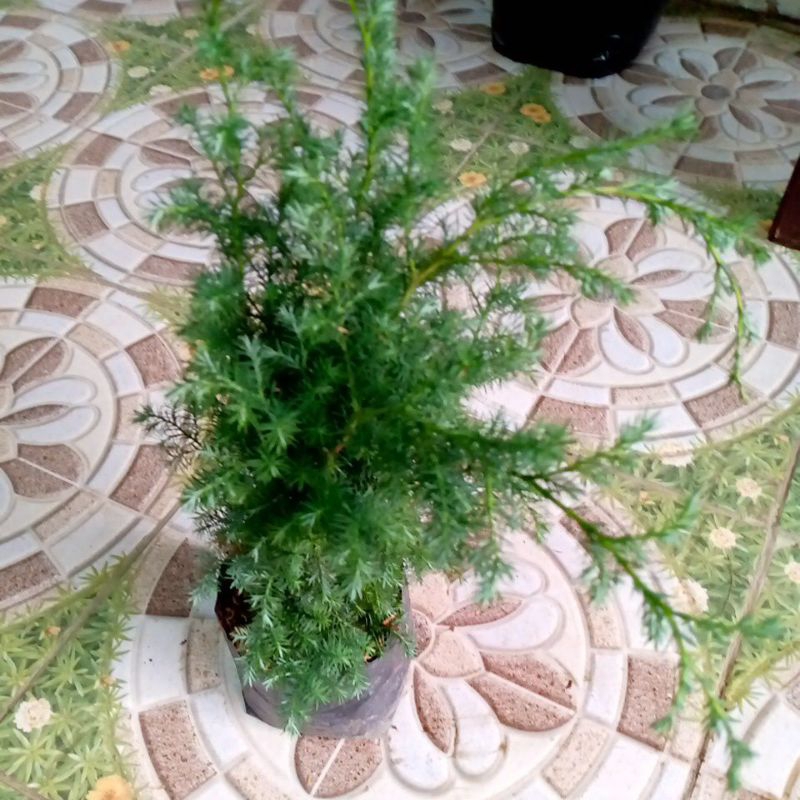 Silver Cypress (in polybag) LUZON ONLY | Shopee Philippines