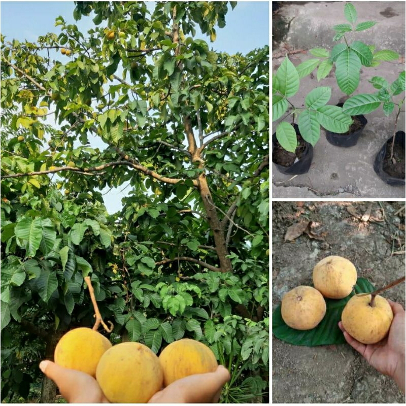 Santol Seedling Small | Shopee Philippines