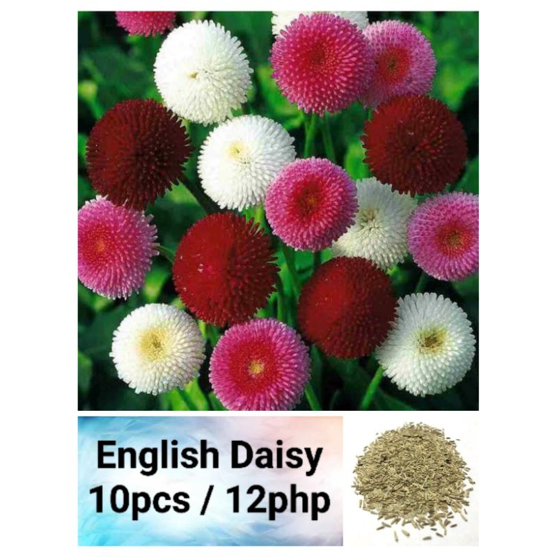 English Daisy Seeds (10pcs) | Shopee Philippines