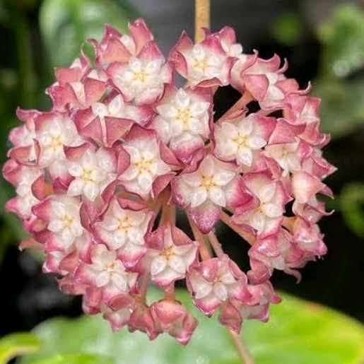 HOYA CV. JENNIFER (incrassata x finlaysonii) | Shopee Philippines