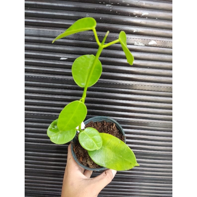 HOYA GIGAS (big flowers; rooted cutting) | Shopee Philippines