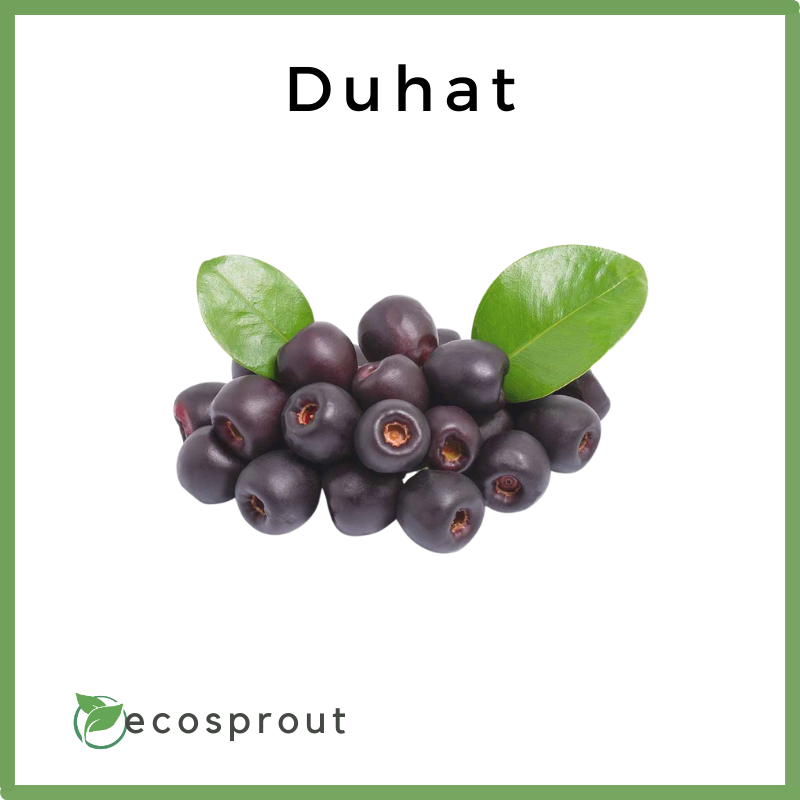 Duhat (Java Plum) | From 250g - 1KG | Shopee Philippines