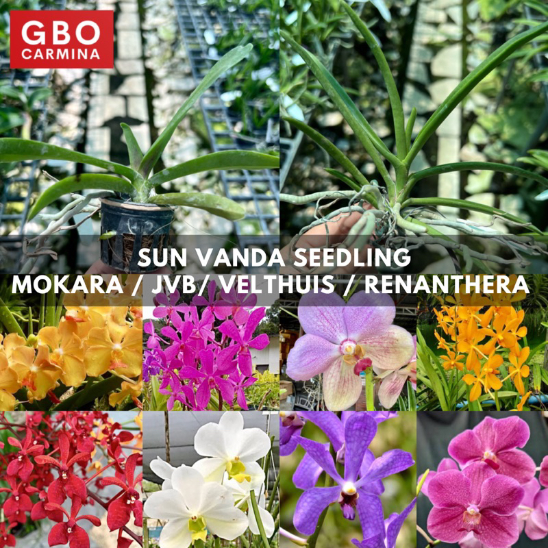 SS Sun Vanda | Seedling | Mokara / Renanthera / JVB / Velthuis ...