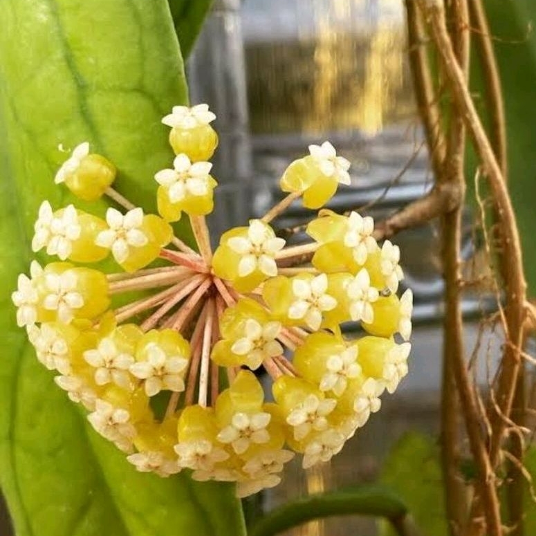 HOYA GOLDEN EYE (big veiny leaves) | Shopee Philippines