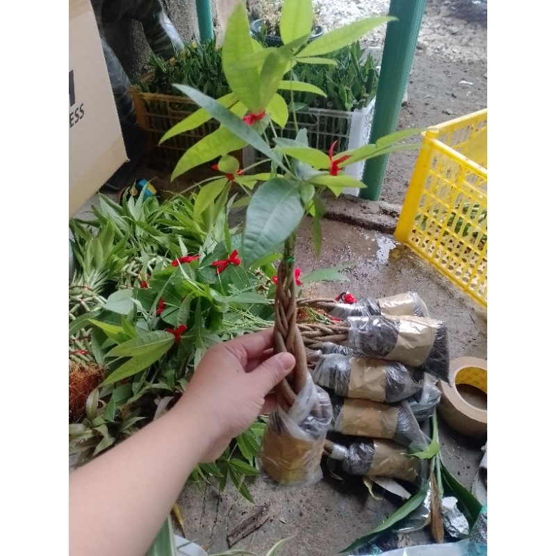 BRAIDED MONEYTREE (STABLISHED) | Shopee Philippines