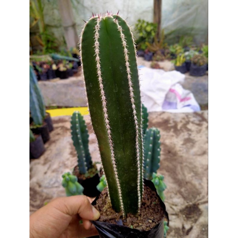 Rare and Collectible Cactus (Live Cactus) | Shopee Philippines