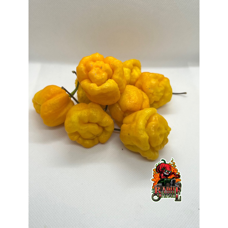 TRINIDAD MORUGA SCORPION YELLOW | Shopee Philippines