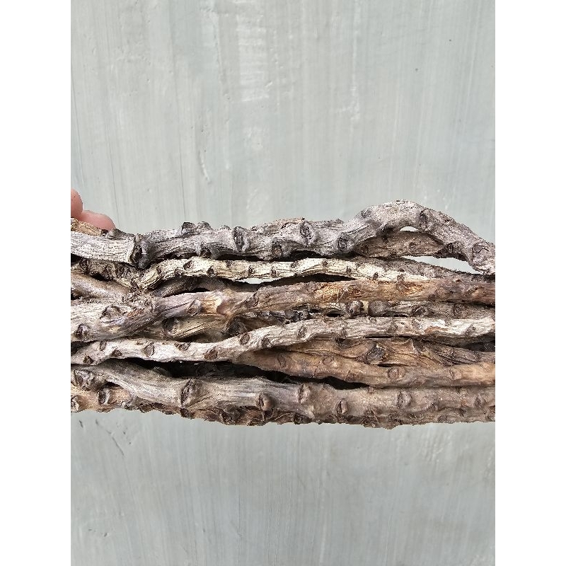 Native Coconut Stalk Butay Raw 20 pcs | Shopee Philippines